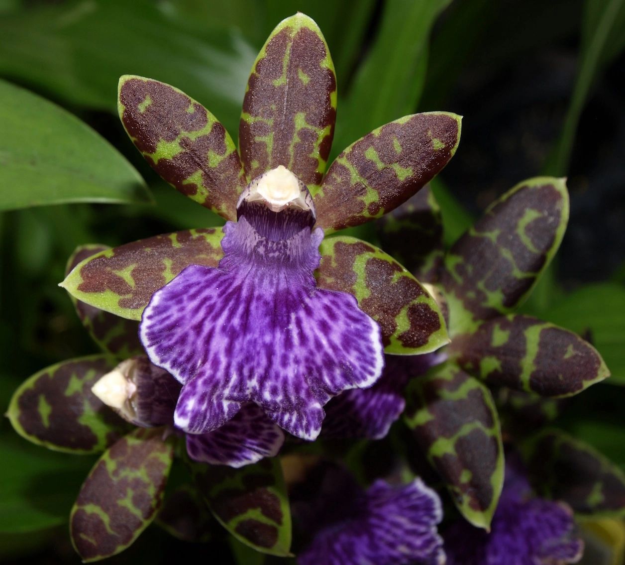 Zygopetalum store
